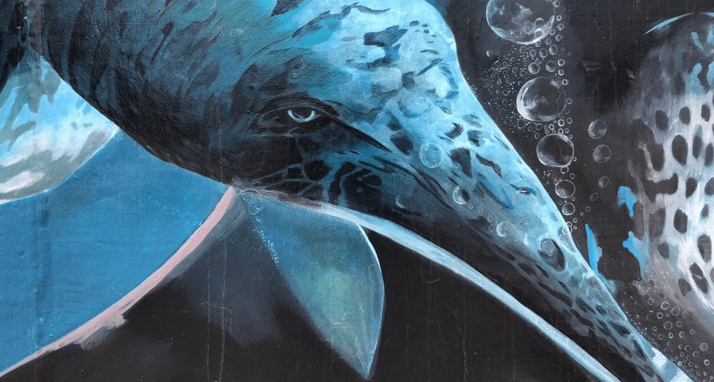 Mural Nº 1 . De las patas a las aletas – Ciencia al Viento